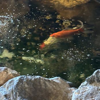 GREEK STYLE CHICKEN - Updated December 2025 - 89 Photos & 254 Reviews ...