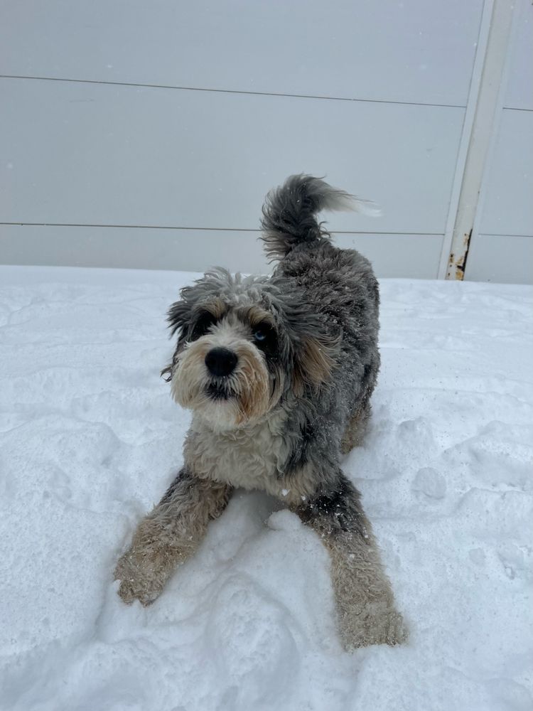 MUTTY PAWS ACADEMY - Updated November 2025 - 74 Photos & 30 Reviews ...