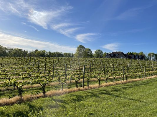 COOL RIDGE VINEYARD - Updated October 2024 - 17 Photos - 19638 Cool ...