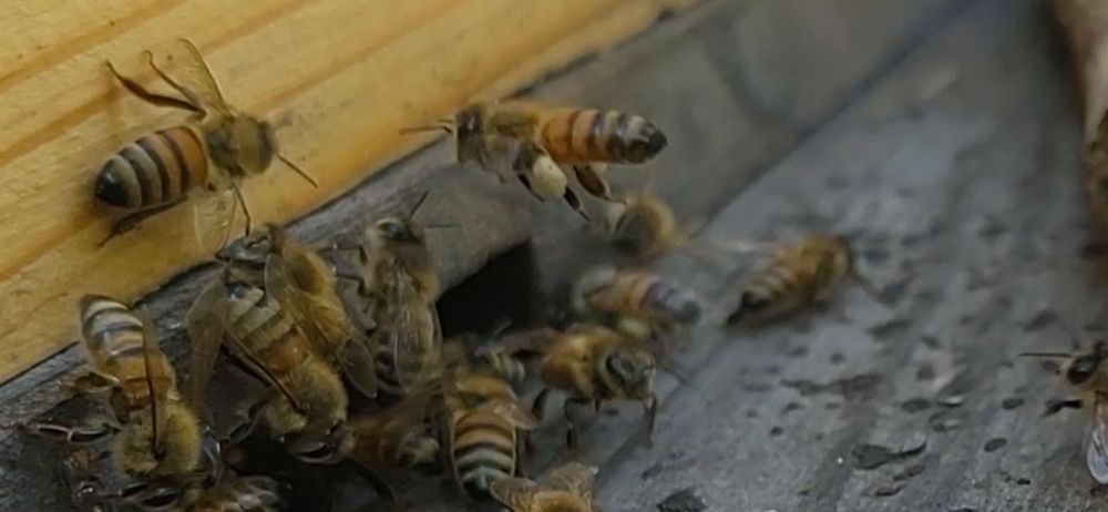 AMBROSIA RIDGE APIARY AND FARM - 527 Howard Switch Rd, Hohenwald ...