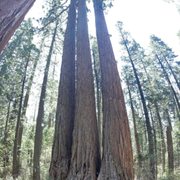 CALAVERAS BIG TREES STATE PARK - 1026 Photos & 312 Reviews - Parks ...