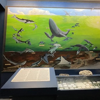 AURORA FOSSIL MUSEUM - Updated September 2025 - 107 Photos & 23 Reviews ...