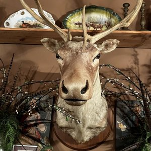 MENZ RESTAURANT & BAR - 88 Photos & 149 Reviews - 985 Rte 47 S, Rio ...