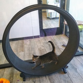 PHX CAT CAFE - Updated December 2024 - 489 Photos & 144 Reviews - 147 E ...