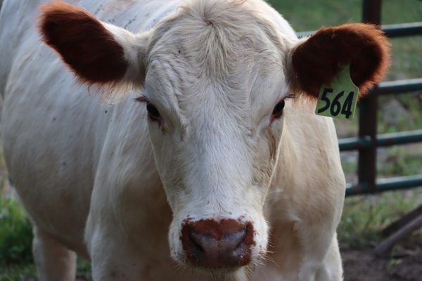 WINDY SPRINGS FARM - Updated December 2025 - 28 Photos & 10 Reviews ...