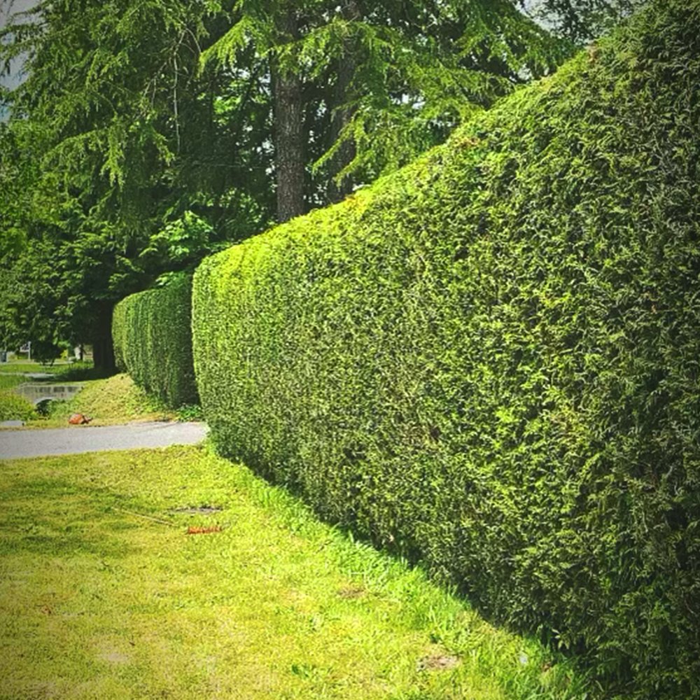 CENTRAL VALLEY TREE & ARBORIST SERVICES - Updated September 2024 - 44 ...