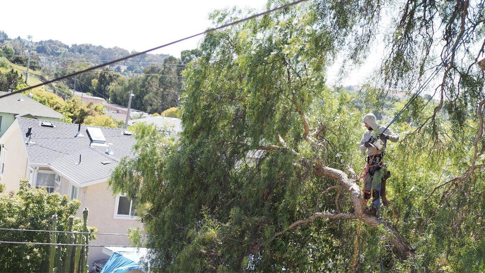 RAY’S TREE SERVICES - Updated December 2025 - 69 Photos & 157 Reviews - 1760 Broadway St ...