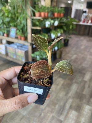 MUNDIAL COFFEE - Updated April 2025 - 484 Photos & 304 Reviews - 1725 ...