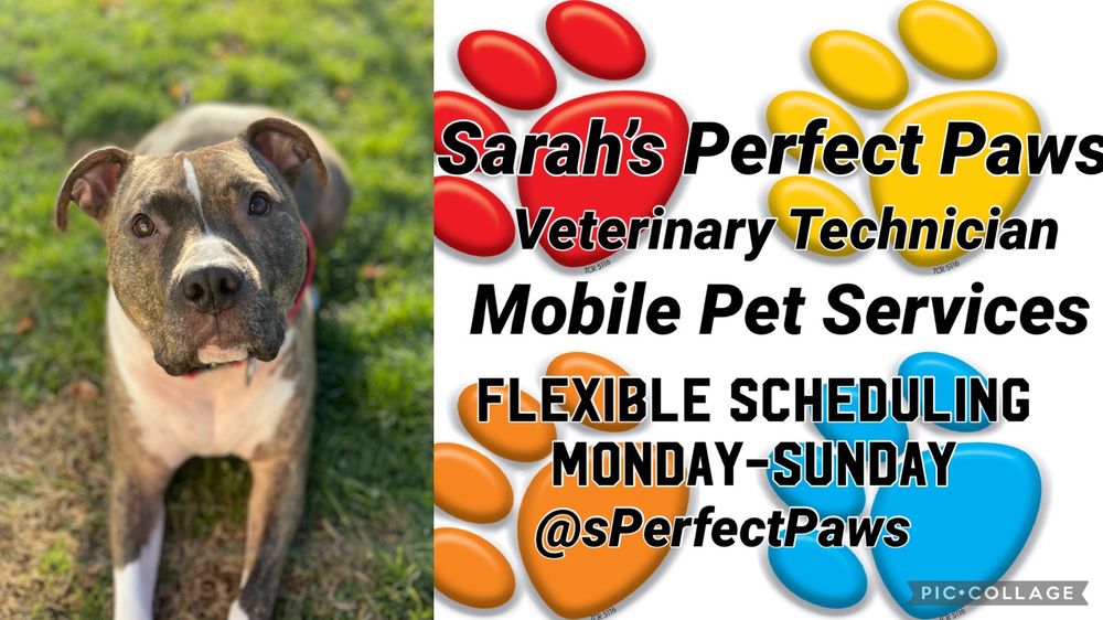 SARAHS PERFECT PAWS - Updated July 2025 - York, Pennsylvania - Pet ...