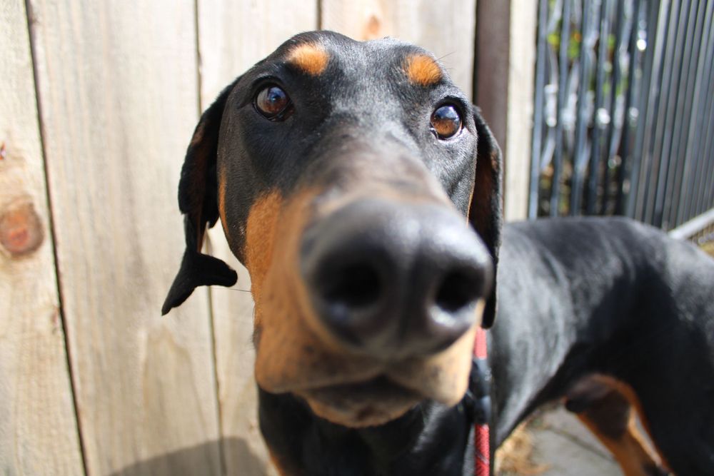 PAWS & DAWGS - Updated April 2026 - 24 Photos - Concord, California ...