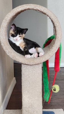 PAWS CAT CITY - Updated January 2026 - 44 Photos & 82 Reviews - 5200 ...