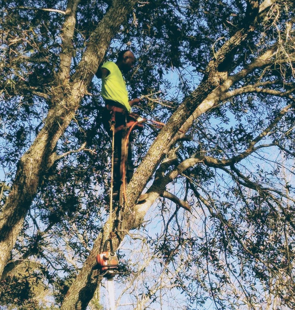 LIVE WOOD TREE SVC - Updated August 2025 - Headland, Alabama - Tree ...