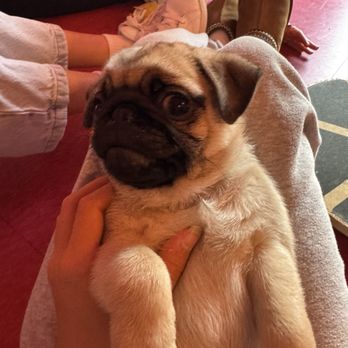 CUPPA PUG - Updated July 2025 - 174 Photos & 66 Reviews - 607 W 9th Ave ...