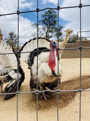 HERITAGE PARK ZOOLOGICAL SANCTUARY - Updated July 2024 - 138 Photos ...