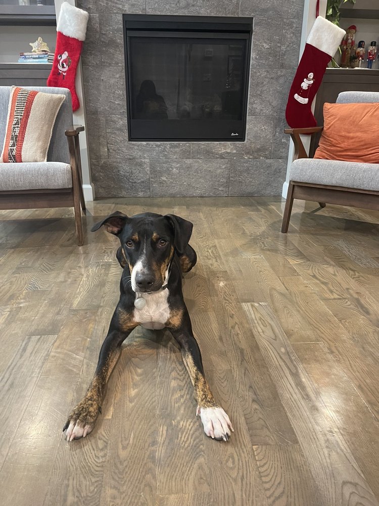 CASCADE VETERINARY CLINICS - Updated May 2026 - 22 Photos & 62 Reviews ...