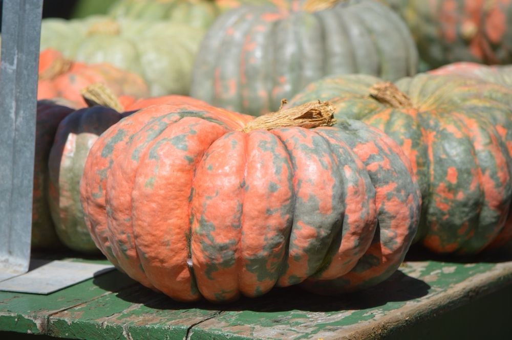 PUNKIN POINT FARM - Updated January 2026 - 30 Photos - 825 York Rd ...