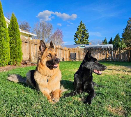 K9 COUNTRY CLUB - Updated July 2025 - 85 Photos & 108 Reviews - 19223 E ...