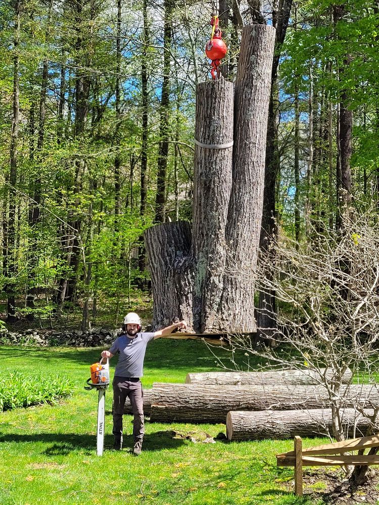 FREEDOM TREE - Updated July 2025 - 34 Photos - Lowell, Massachusetts ...
