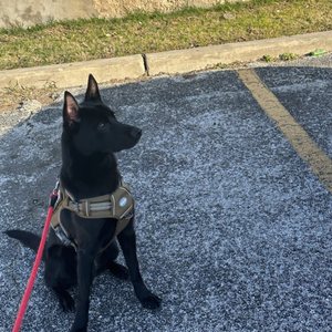 VCA BECKER ANIMAL HOSPITAL AND PET RESORT - Updated August 2025 - 240 ...