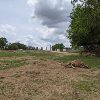 SAFARI LAKE GENEVA - Updated August 2025 - 212 Photos & 90 Reviews ...