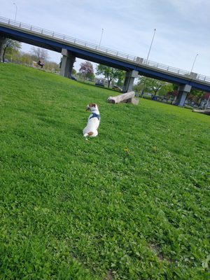 BAY VIEW DOG PARK - Updated March 2025 - 25 Photos & 16 Reviews - 900 ...