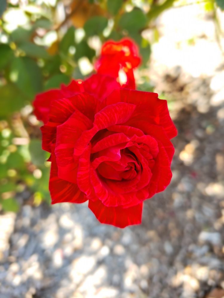 GEMINI PEACH AND ROSE FARM - Updated June 2024 - 14 Photos - 1300 ...