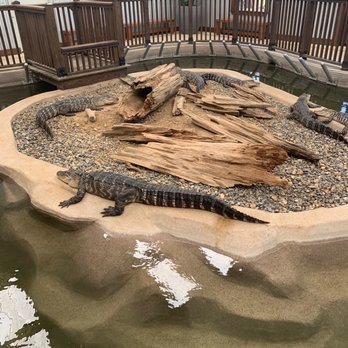 GATOR CHATEAU - Updated January 2026 - 166 Photos & 53 Reviews - 100 ...