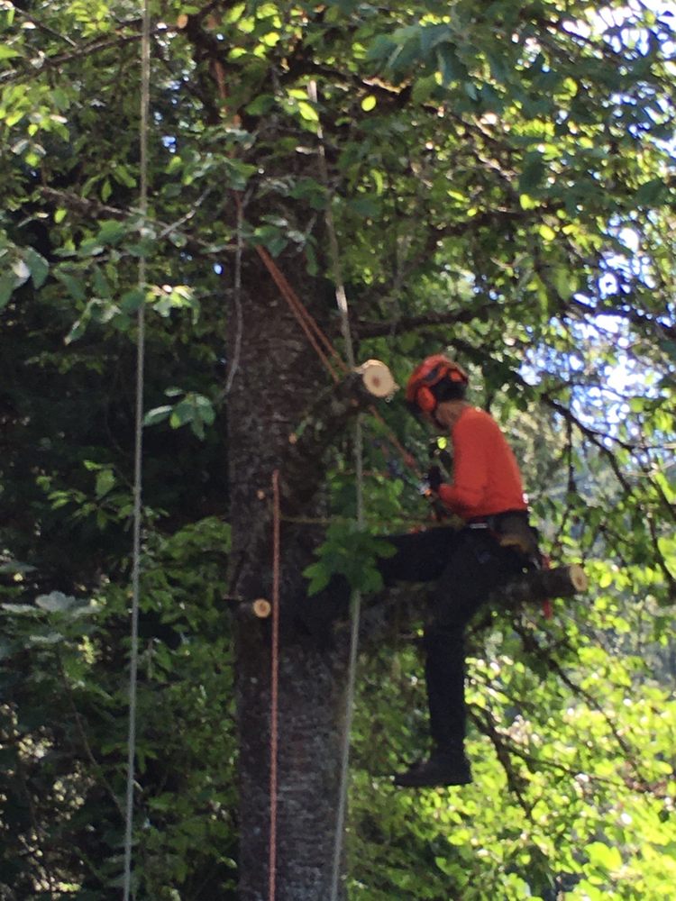 MORTON TREE AND LANDSCAPE MAINTENANCE - Updated December 2025 - 16 ...