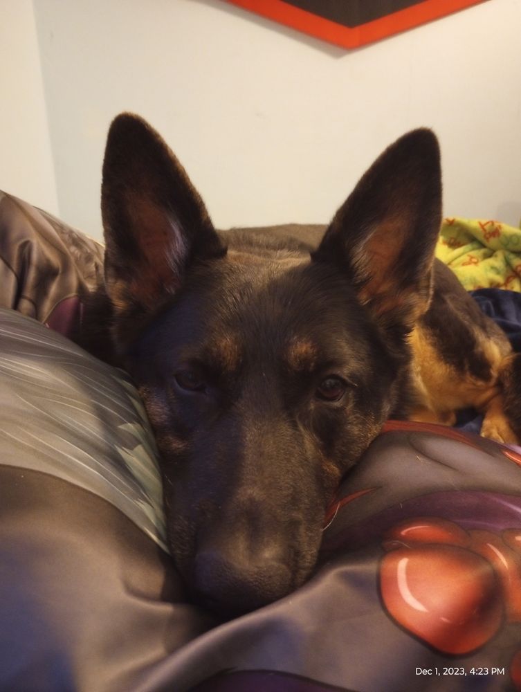 BYRAM ANIMAL HOSPITAL - Updated January 2026 - 12 Reviews - 8 Rte 206 N ...