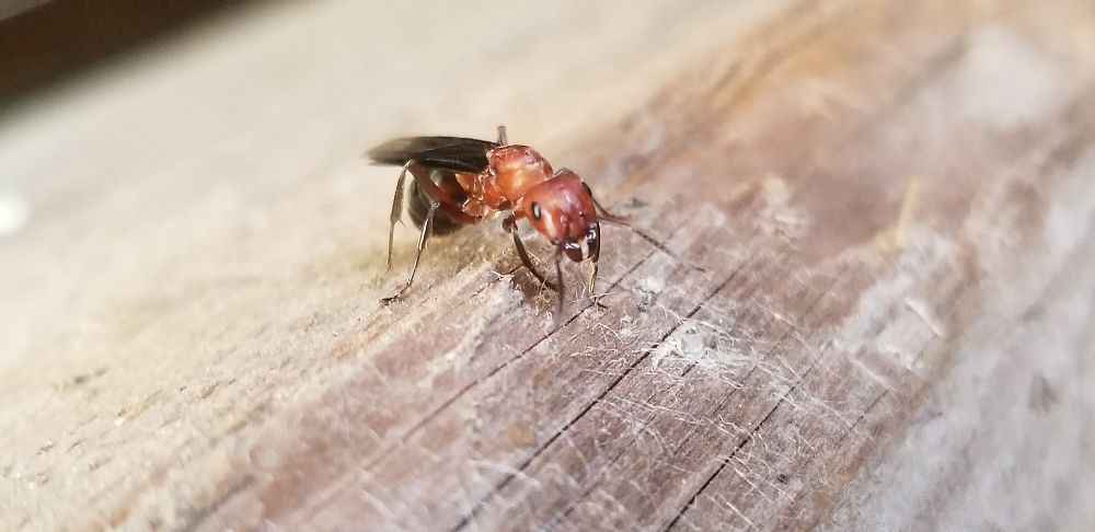 GPC - Updated February 2025 - 14 Photos - 11-200 Louis-Hebert, Gatineau ...