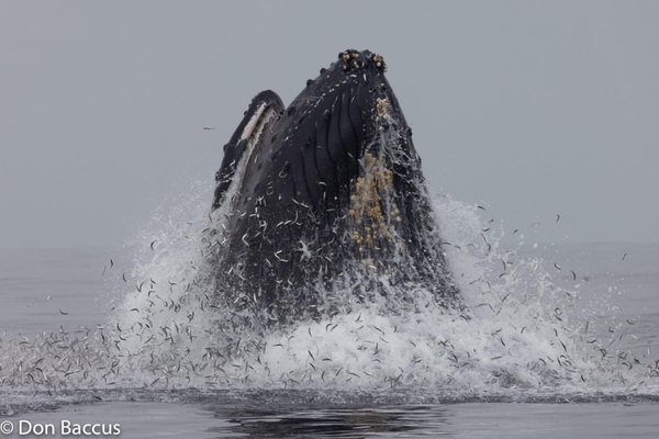 FAST RAFT OCEAN SAFARIS - Updated October 2025 - 83 Photos & 93 Reviews ...