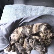 GORDON ANIMAL CLINIC - 18 Photos & 14 Reviews - 2686 Dennard Hardy Rd ...