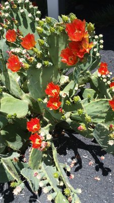 PRESCOTT VALLEY PUBLIC LIBRARY - Updated April 2025 - 32 Photos & 11 ...