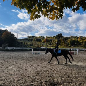 MUSTANG MEADOW - Updated July 2025 - 10 Photos - 571 Quaker Farms Rd ...