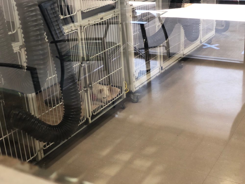 CUTE CUTS FOR MUTTS - Updated June 2024 - 46 Photos & 33 Reviews - 3460 ...