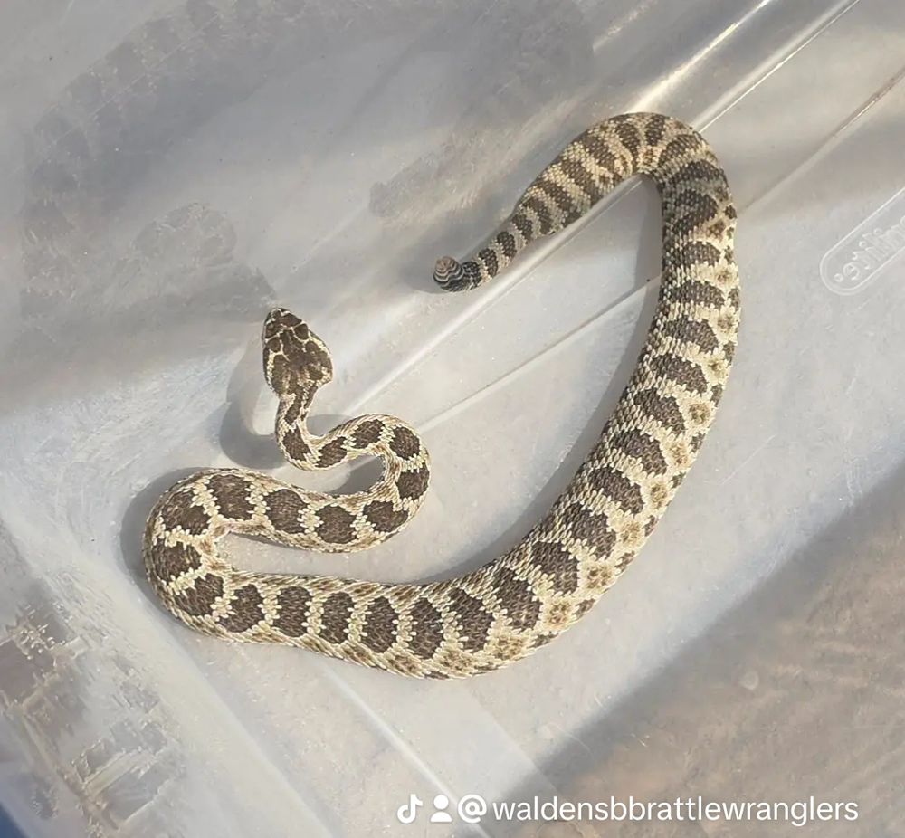 WALDEN’S BATTLE BORN RATTLE WRANGLERS - Updated October 2025 - 9755 ...