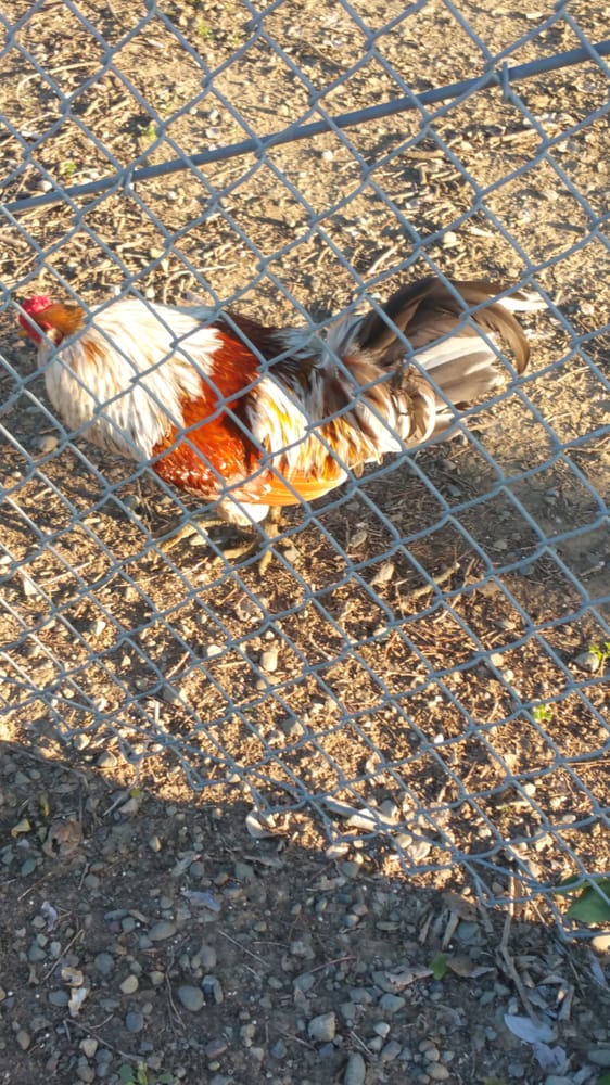 CAL AGGIE FLYING FARMERS - Updated January 2026 - 11 Reviews - Airport ...