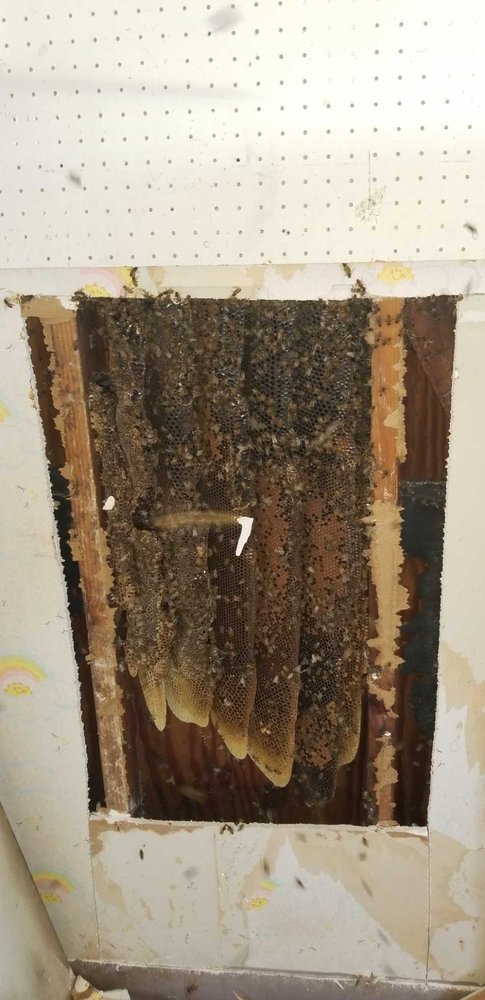 BEE SAFE BEE REMOVAL - Updated May 2025 - 22 Photos - 1100 NW Loop 410 ...