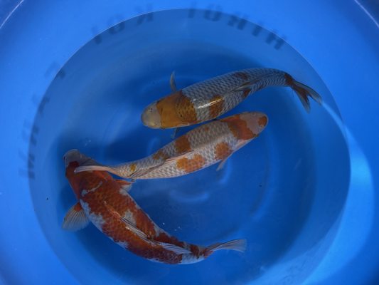 OHIO KOI - Updated August 2025 - 25 Photos - 6015 Carters Corner Rd ...