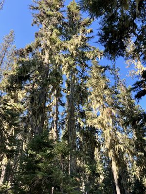 HAND LAKE TRAIL - OR-242, Ckenzie Bridge, OR - Yelp