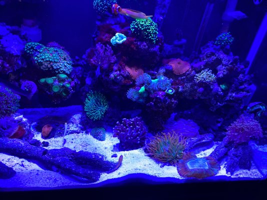 ABSOLUTELY FISH - Updated June 2024 - 72 Photos & 113 Reviews - 1080 US ...