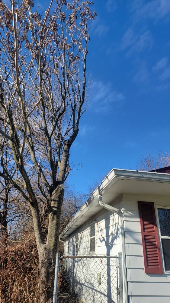 WHITE TREE SERVICE - Updated October 2025 - 40 Photos - Indianapolis ...