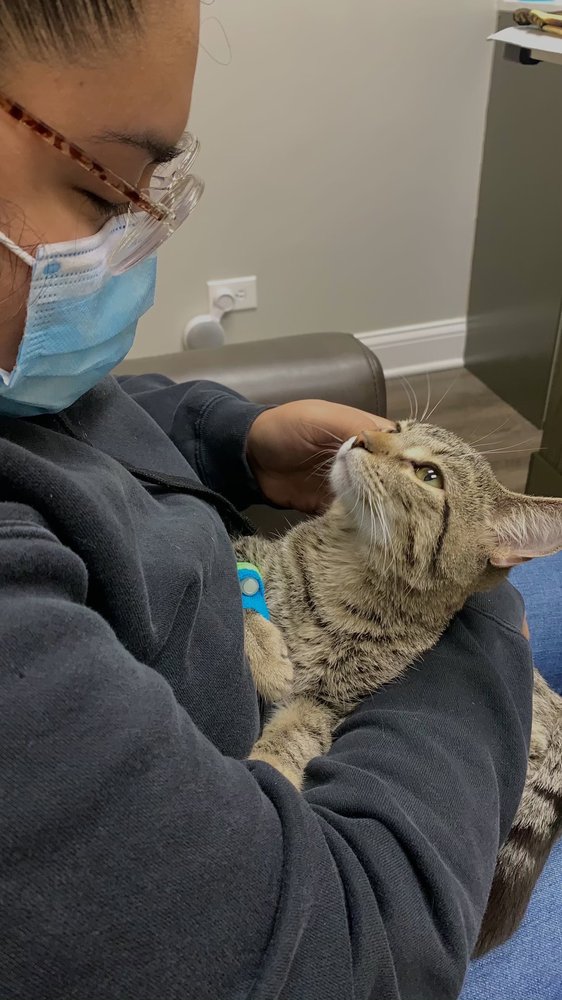 KNOLL ANIMAL HOSPITAL - Updated June 2025 - 23 Photos & 41 Reviews ...