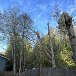 Best Tree Services Near Me - April 2025: Find Nearby Tree Services ...