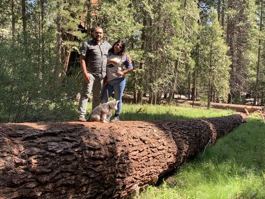 TRAIL OF 100 GIANTS - 382 Photos & 61 Reviews - Hiking - Giant Sequoia ...