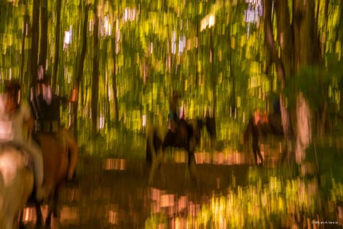 FLAMES STABLES - Updated October 2025 - 11 Reviews - 657 Boyd Hill Rd ...