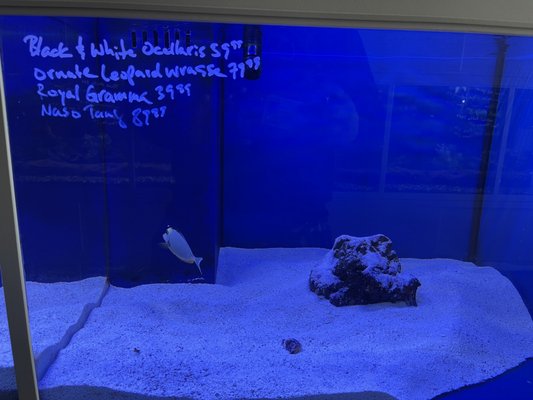 THE BIG LITTLE FISH STORE - Updated November 2025 - 10 Reviews - 11111 ...