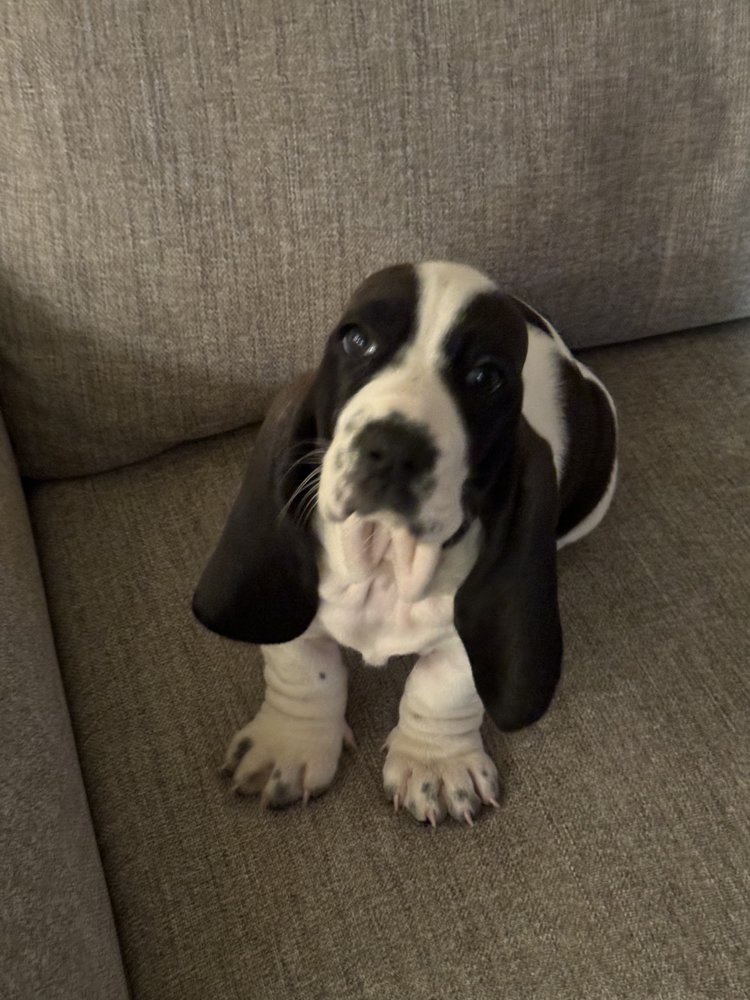 HOWLIN HOUNDS - Updated June 2024 - 10 Photos - Buckeye, Arizona - Pet ...