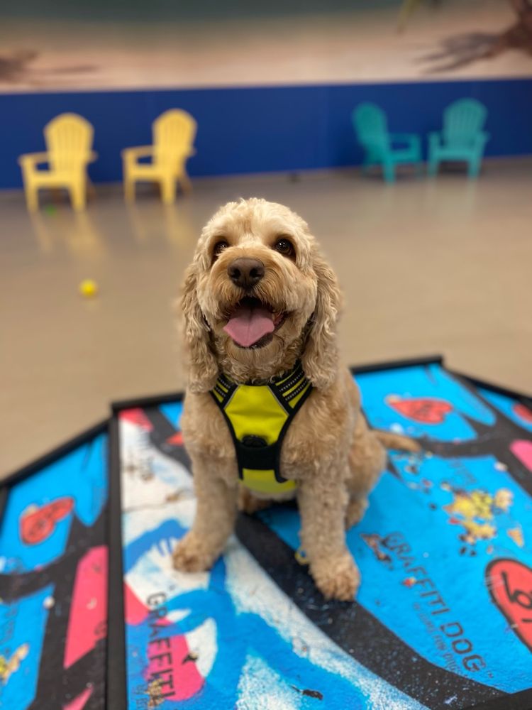 STYLIN PAWS PLAY PLACE - Updated December 2024 - 27 Photos - 3901 121st ...