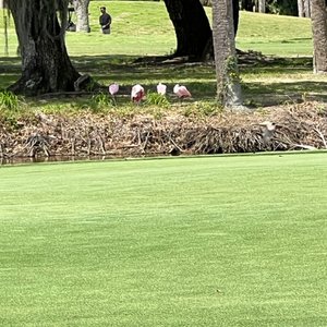 ROCKY POINT GOLF COURSE - 27 Photos & 47 Reviews - 4151 Dana Shores Dr ...